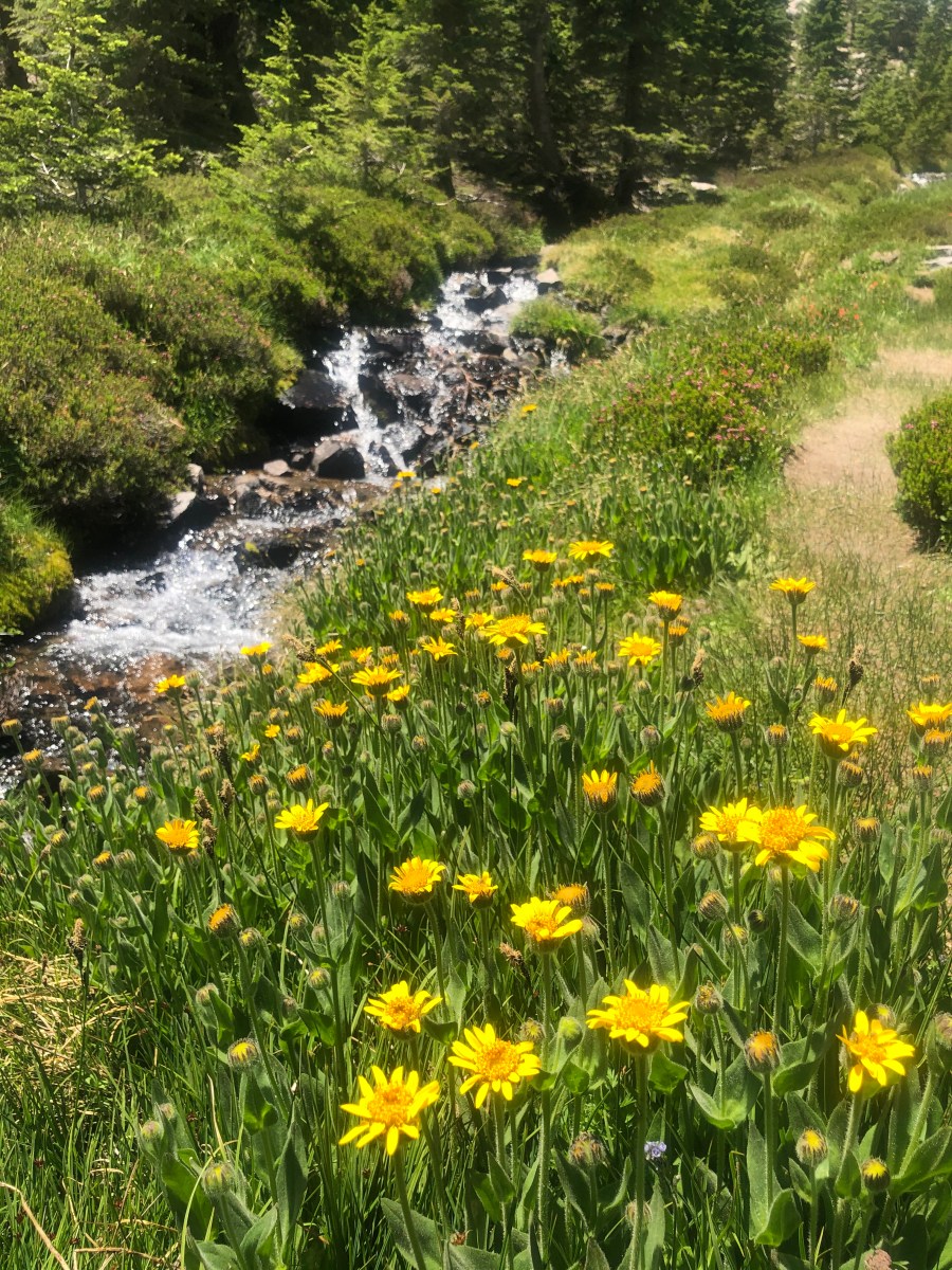 The Delight of High Alpine Meadows | Electric Travels