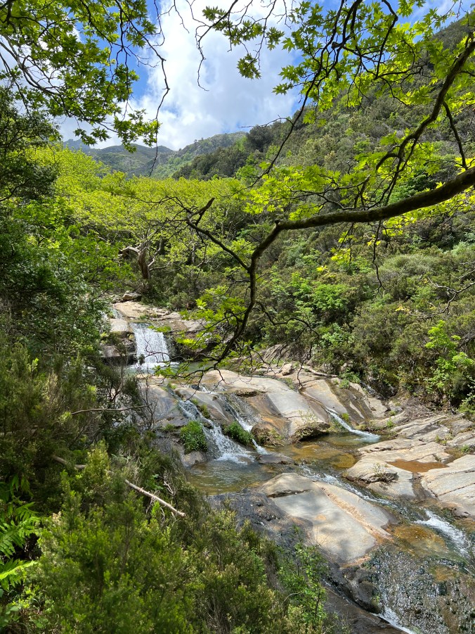 Dimosari Gorge: Plane Trees and Waterfalls | Electric Travels